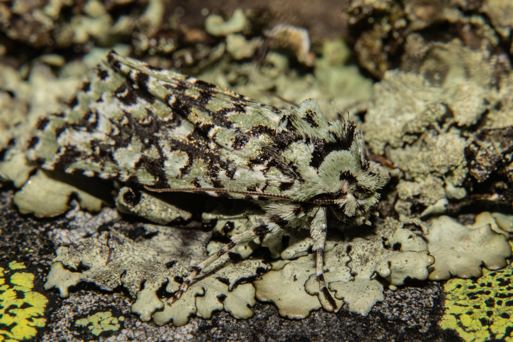 Meterana exquisita from St Bathans, New Zealand on September 27, 2022 ...