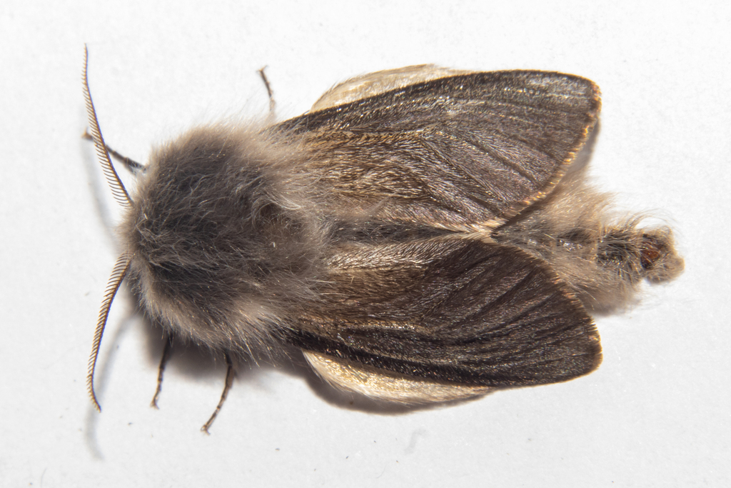 Alpine Casemoth from St Bathans, New Zealand on September 27, 2022 at ...