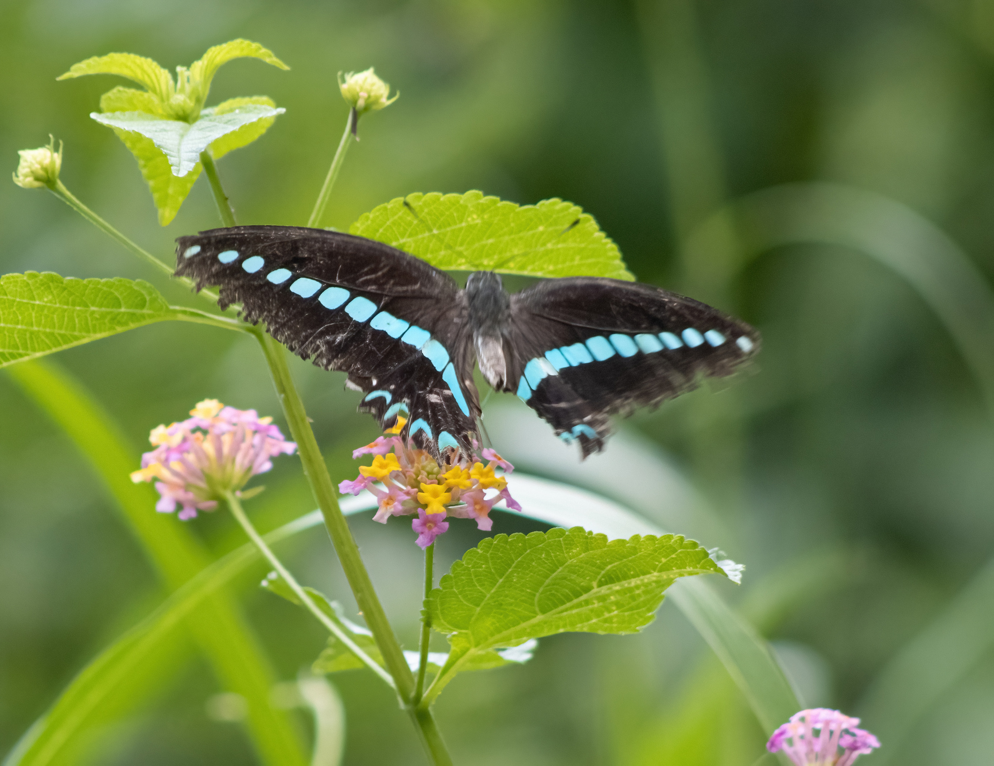 Graphium milon (Felder & Felder, 1864)