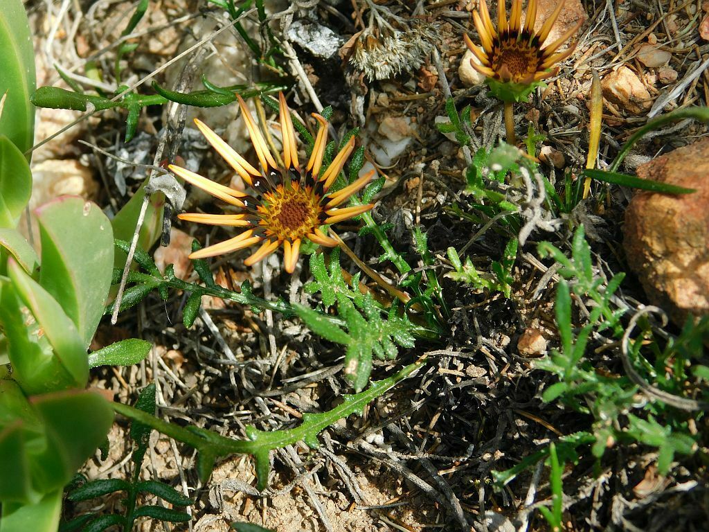 Terracotta Gazania from Swellendam Hessekwaskloof, South Africa on ...