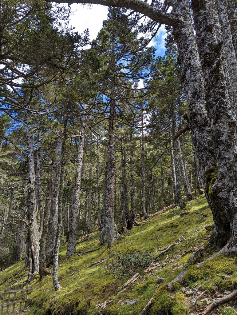 Taiwan fir from 台灣台中市 on September 23, 2022 at 12:45 PM by lecanorchis ...