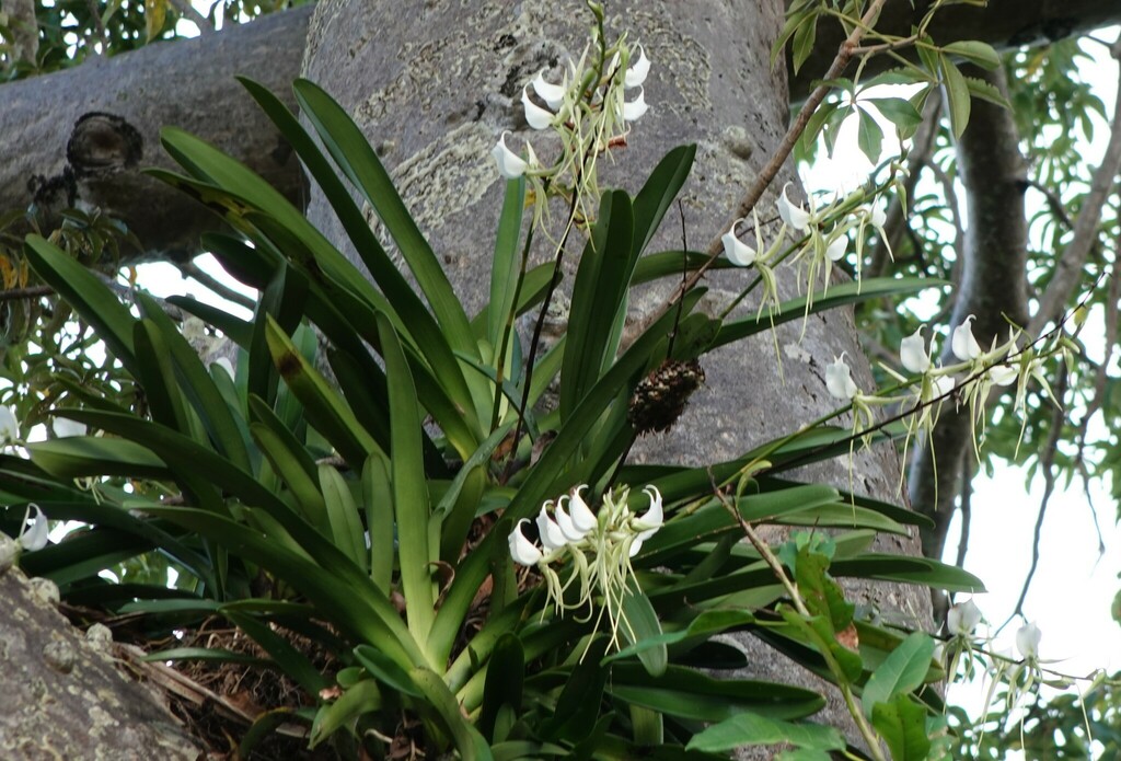Angraecum eburneum superbum in May 2022 by Frank-Roland Fließ · iNaturalist