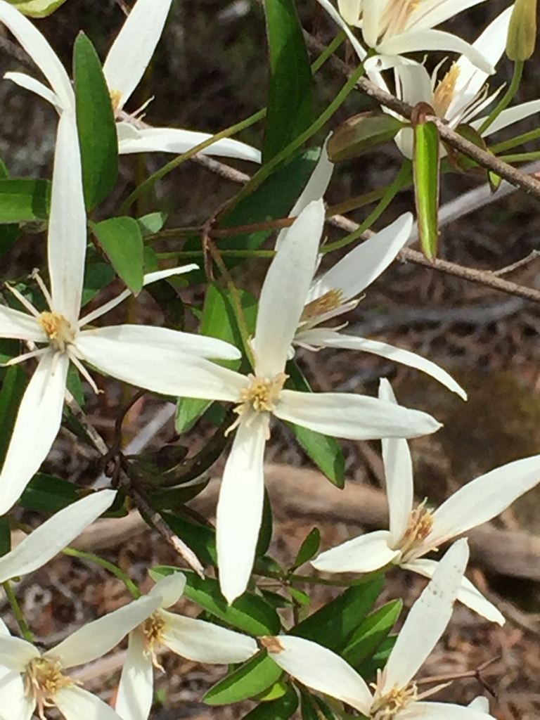 Australian Clematis from Mount William TAS 7264, Australia on October ...