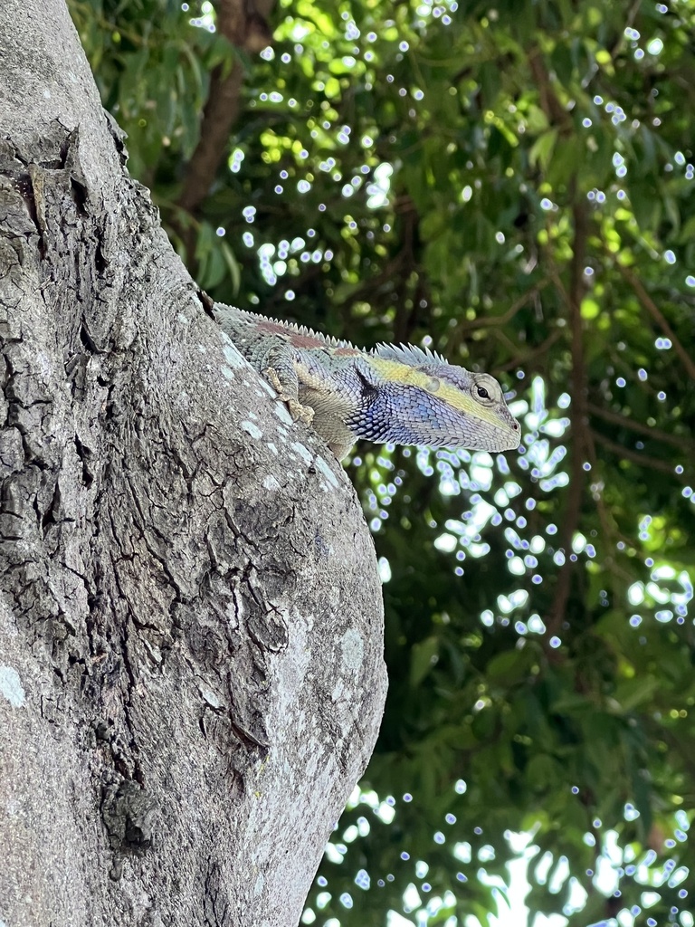 Myanmar Blue Crested Lizard from Inspiration Lake, Tsuen Wan Rural West ...