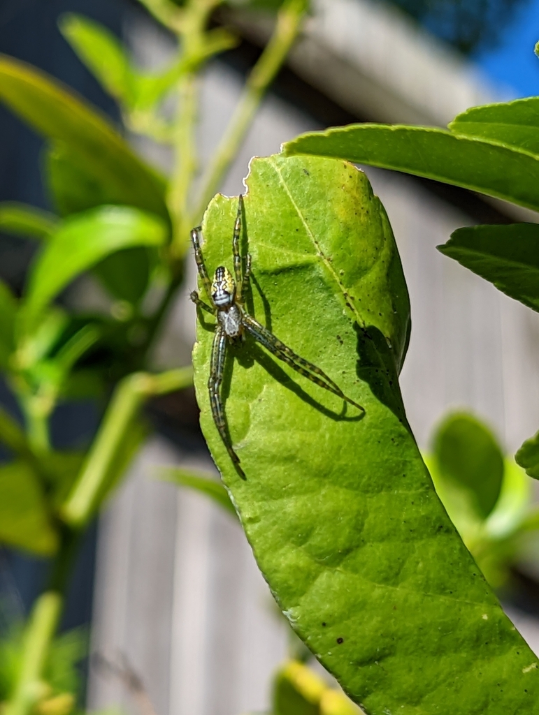 Dome Web Spider from Thornlands QLD 4164, Australia on September 24 ...