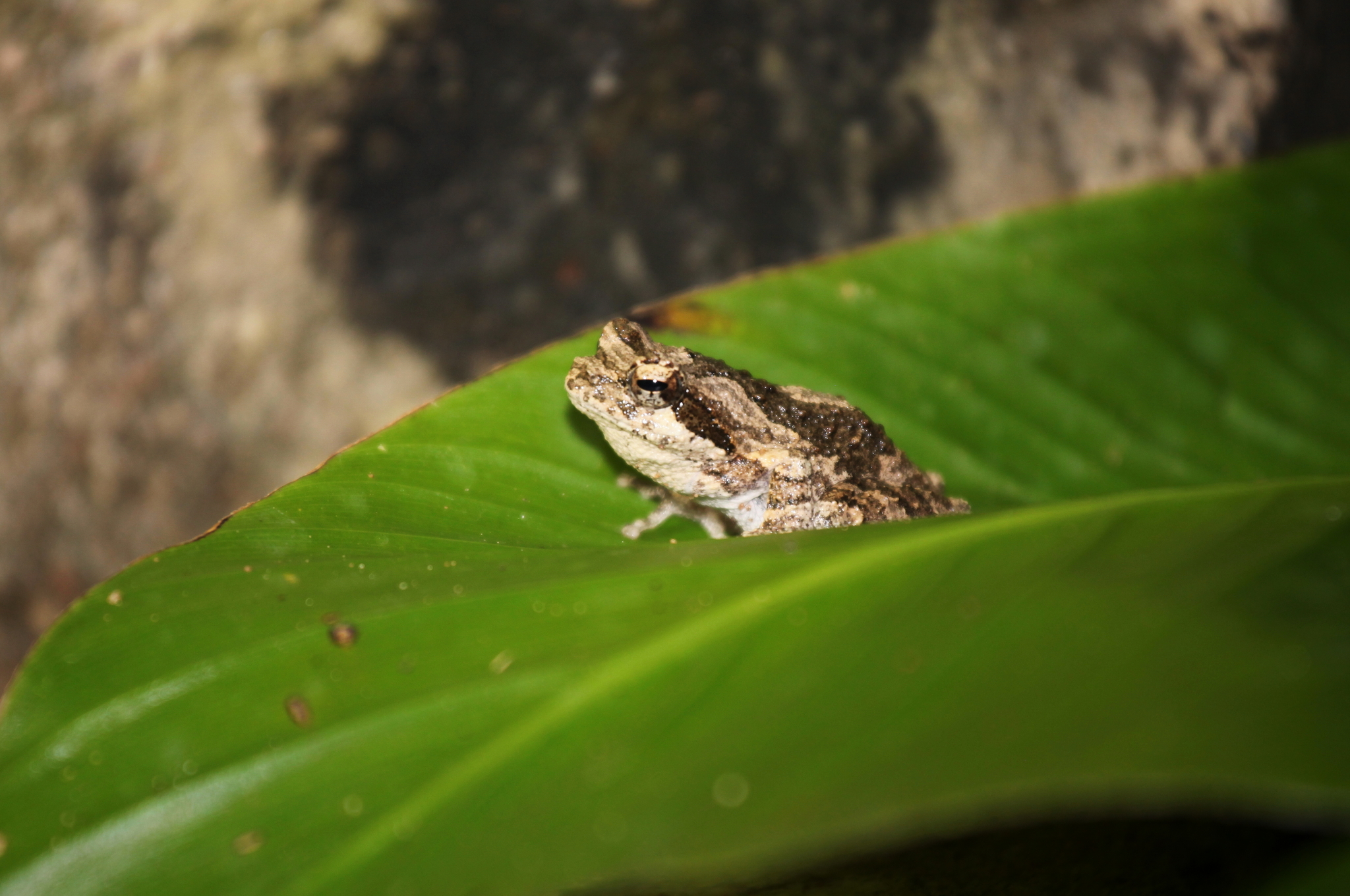 Chiromantis petersii Boulenger, 1882