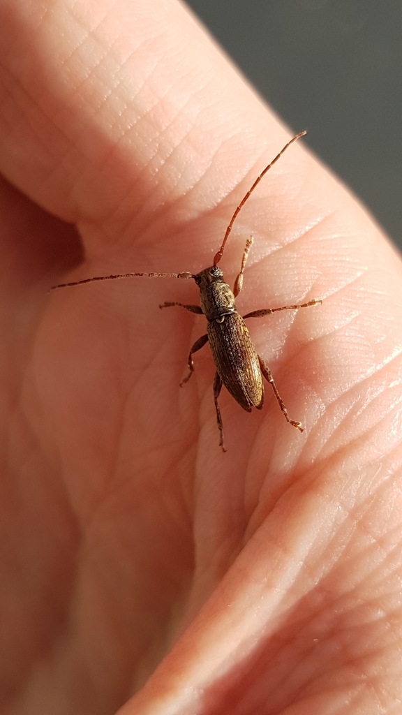 fig longhorn beetle from Flagstaff, Hamilton, New Zealand on September ...