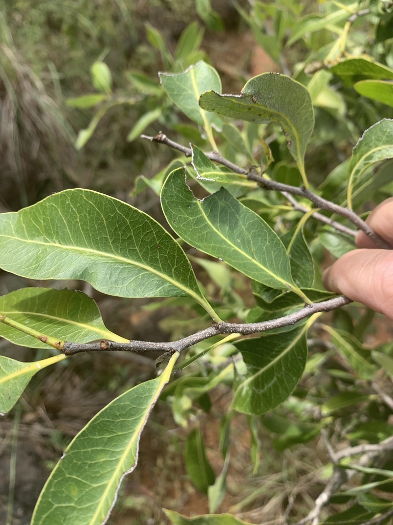 Denhamia oleaster (Kidston) · iNaturalist