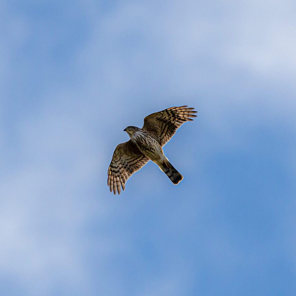 Sharp-shinned Hawk from Essex County, ON, Canada on September 27, 2022 ...