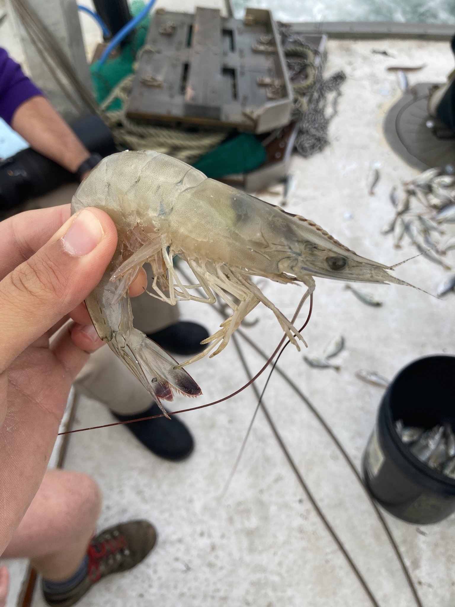 Penaeus setiferus (Linnaeus, 1767)