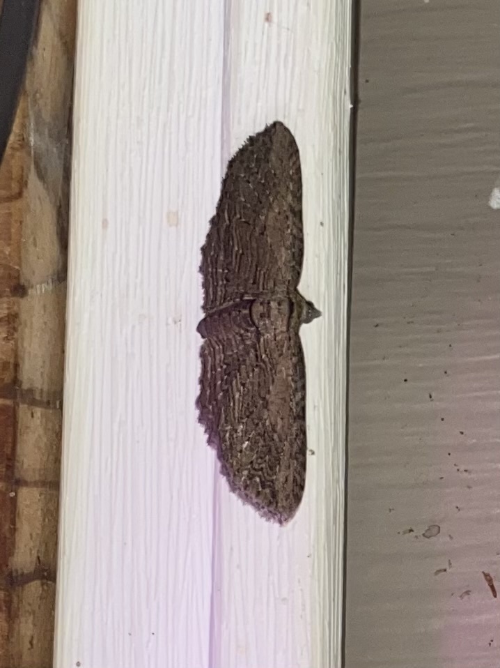 Brown Bark Carpet Moth from Landers Swink Rd, Eclectic, AL, US on ...