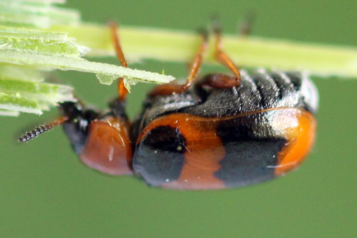 Coptocephala unifasciata (Scopoli, 1763)