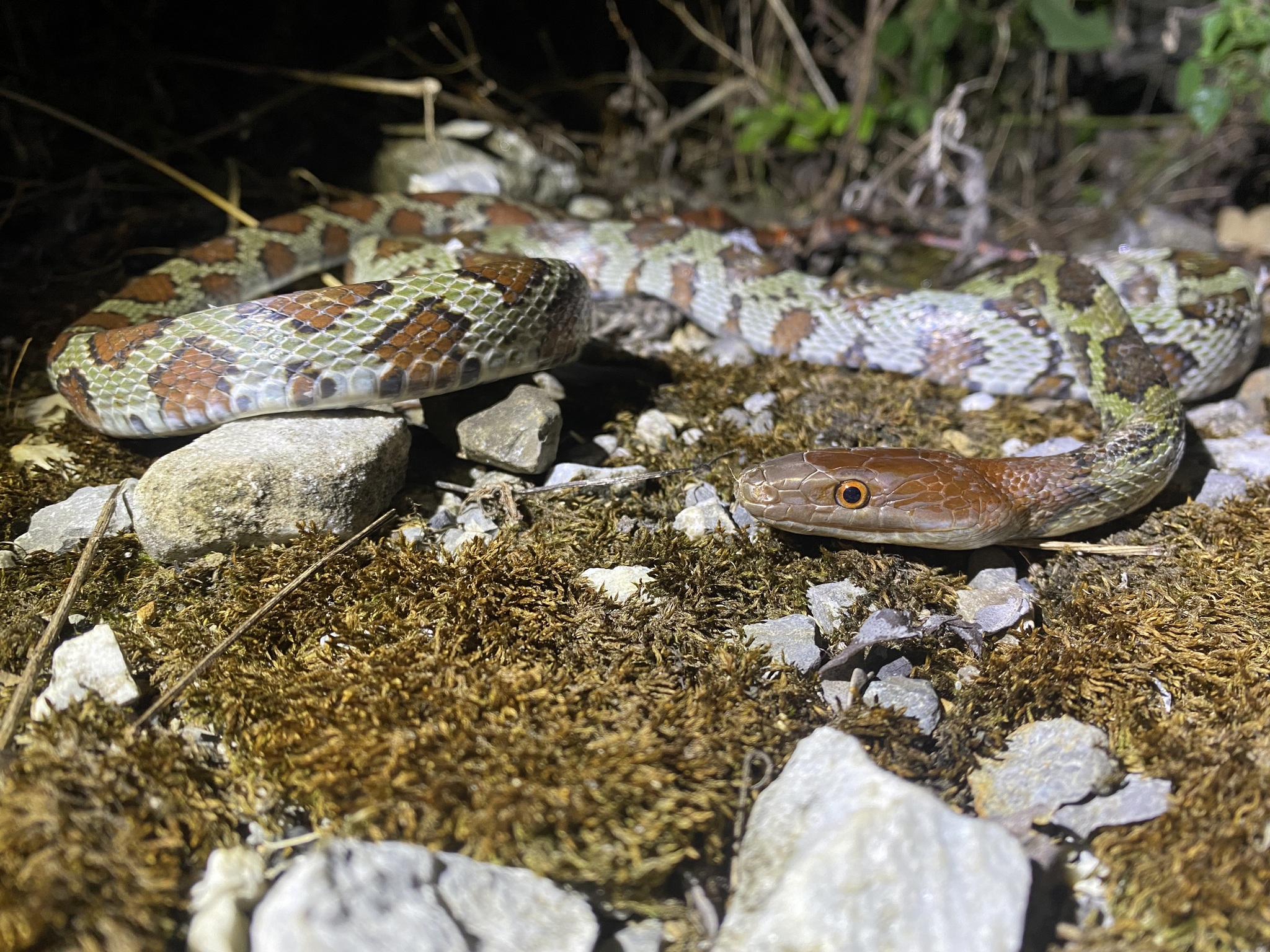 Elaphe moellendorffi (Boettger, 1886)