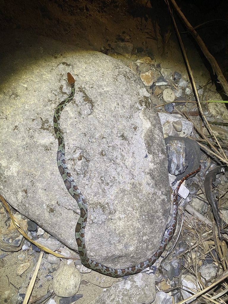 Flower Snake in September 2022 by ong-siau-kun · iNaturalist