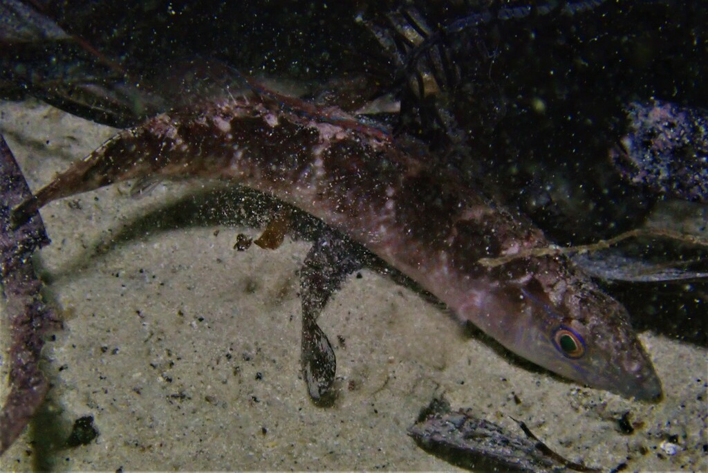 Blue Weed-whiting from SLSC Coogee Beach WA 6166, Australia on ...