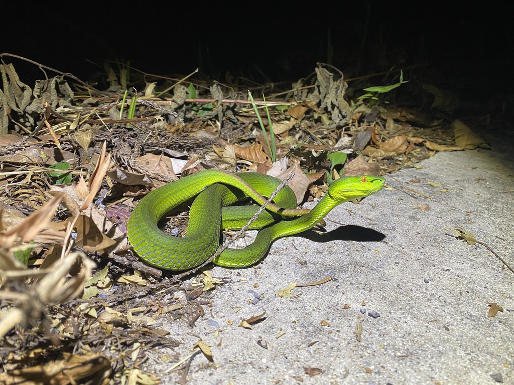 Chinese Green Tree Viper in September 2022 by ong-siau-kun · iNaturalist