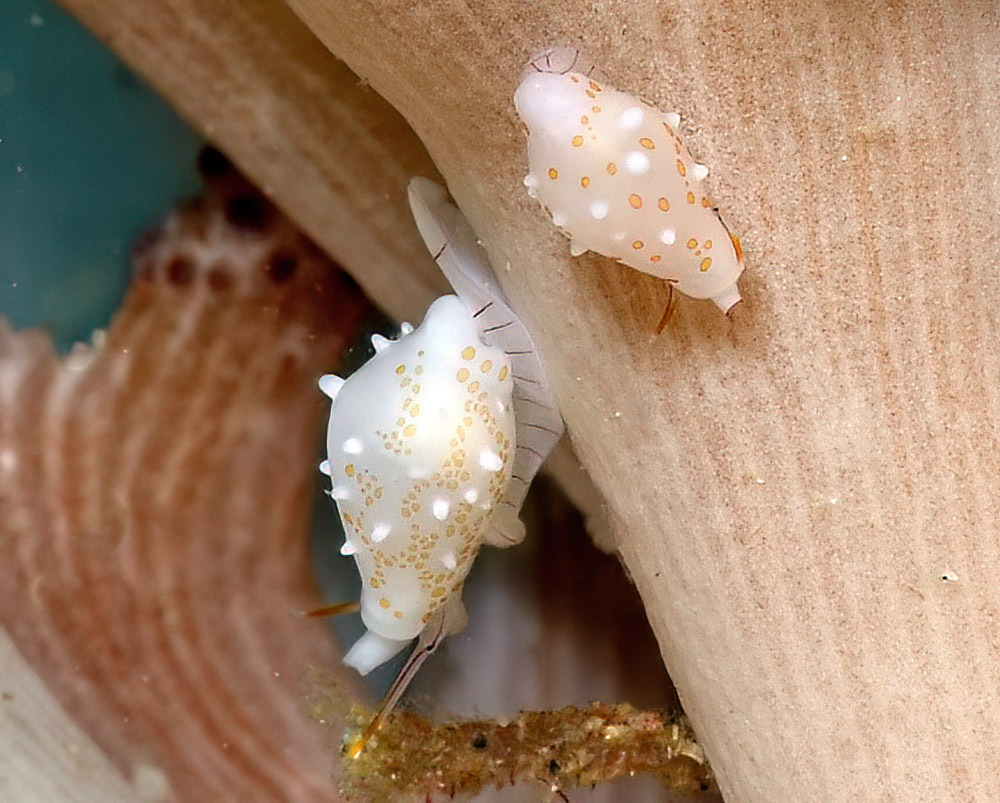 Diminovula concinna (G.B.Sowerby II, 1848)