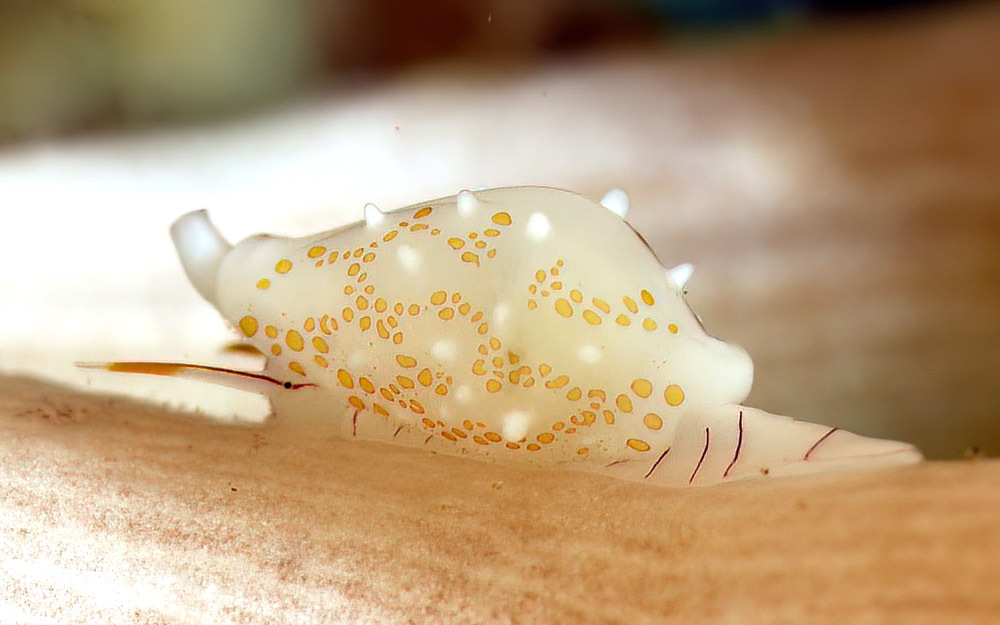 Diminovula concinna (G.B.Sowerby II, 1848)