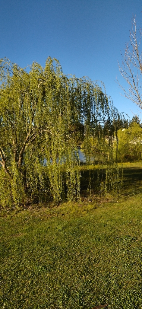 weeping willow from Cape Winelands, ZA-WC, ZA on September 27, 2022 at ...