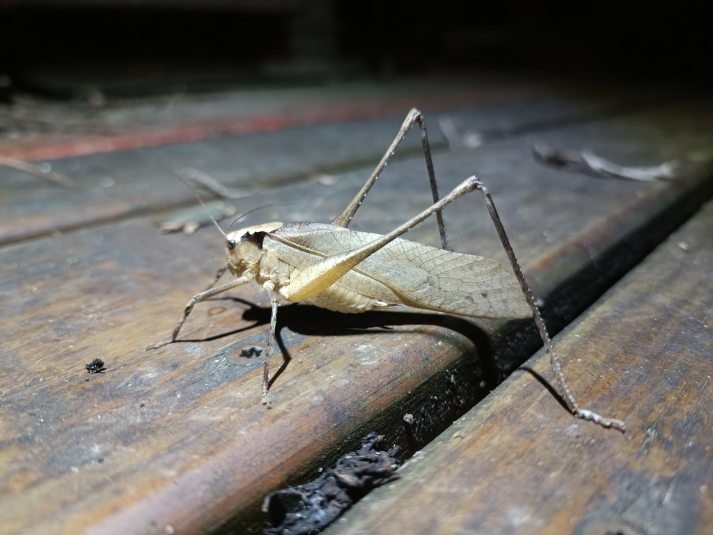 Malaysian Bush-cricket from 100台灣台北市中正區水源里 on September 28, 2022 at 11: ...