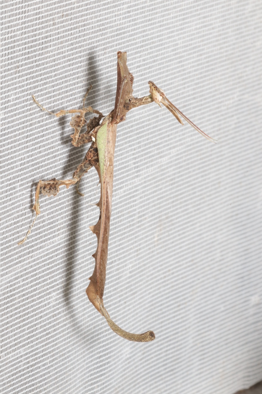 Stenophylla lobivertex Lombardo, 2000