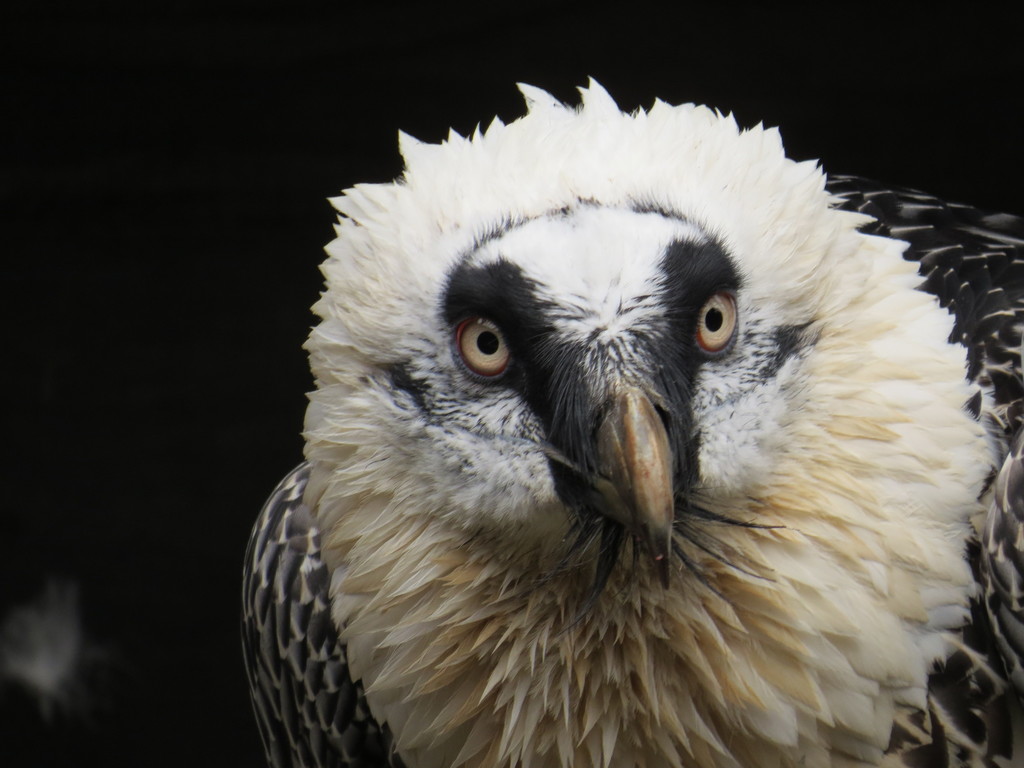 Bearded Vulture in October 2014 by pgdijk. A close-up of a Bearded ...