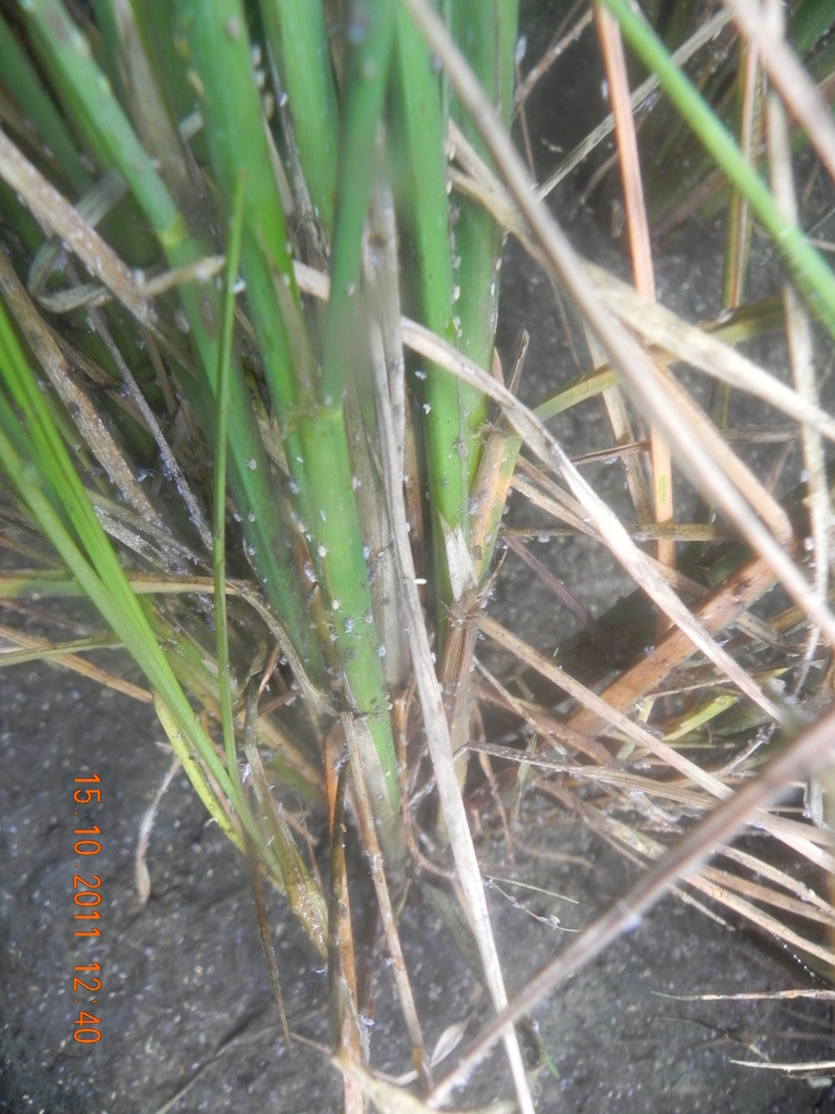 White-backed Planthopper from Madhya Pradesh, India on October 15, 2011 ...