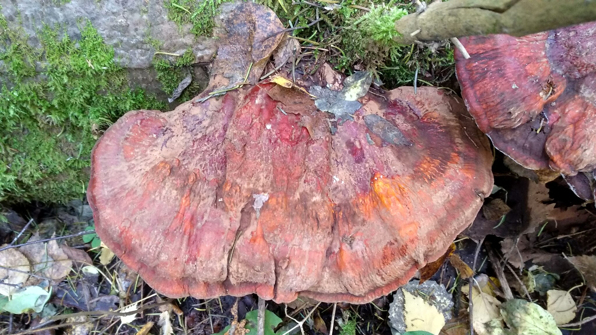 Ganoderma carnosum Pat.