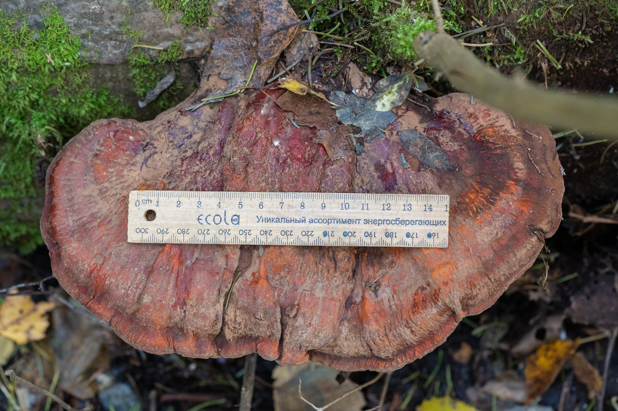 Ganoderma carnosum Pat.