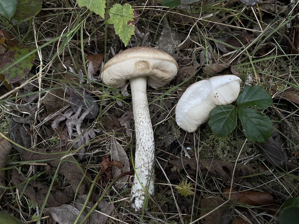 Ghost Bolete from Houghton Lake, MI, US on September 18, 2022 at 07:27 ...