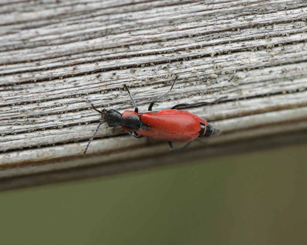 Red Malachite Beetle from Oudalle, France on September 28, 2022 at 07: ...