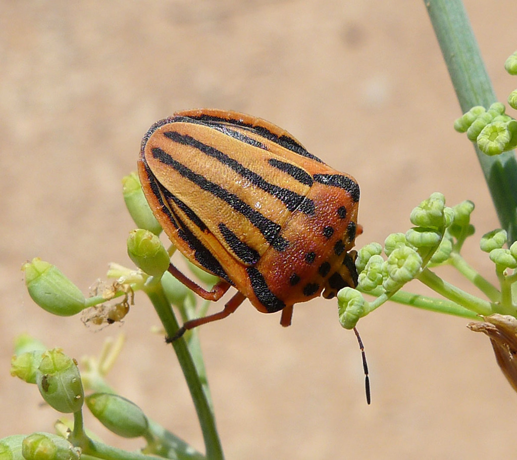 Graphosoma semipunctatum (Insectos Parque Natural de Sierra Nevada ...