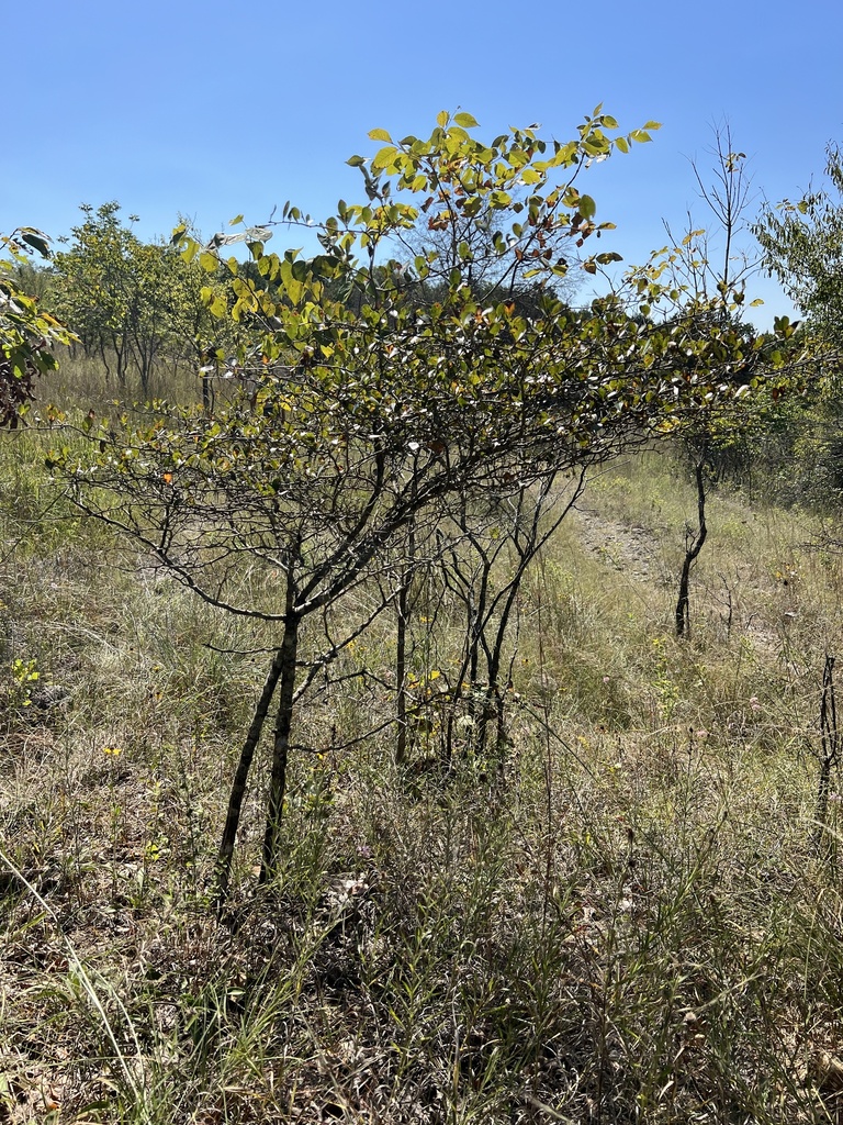 Littlehip hawthorn from Ozark Mountain State Park, Branson, MO, US on ...