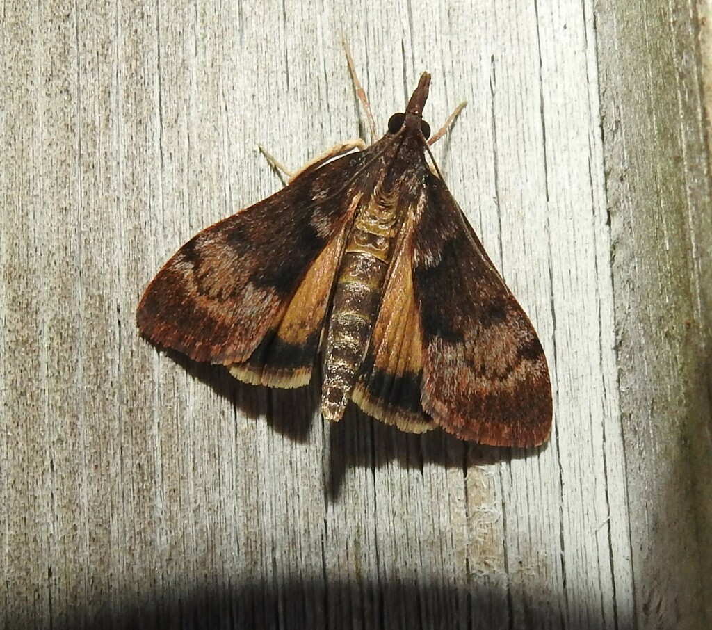 Tree Lucerne Moth from Russell, New Zealand on September 29, 2022 at 04 ...