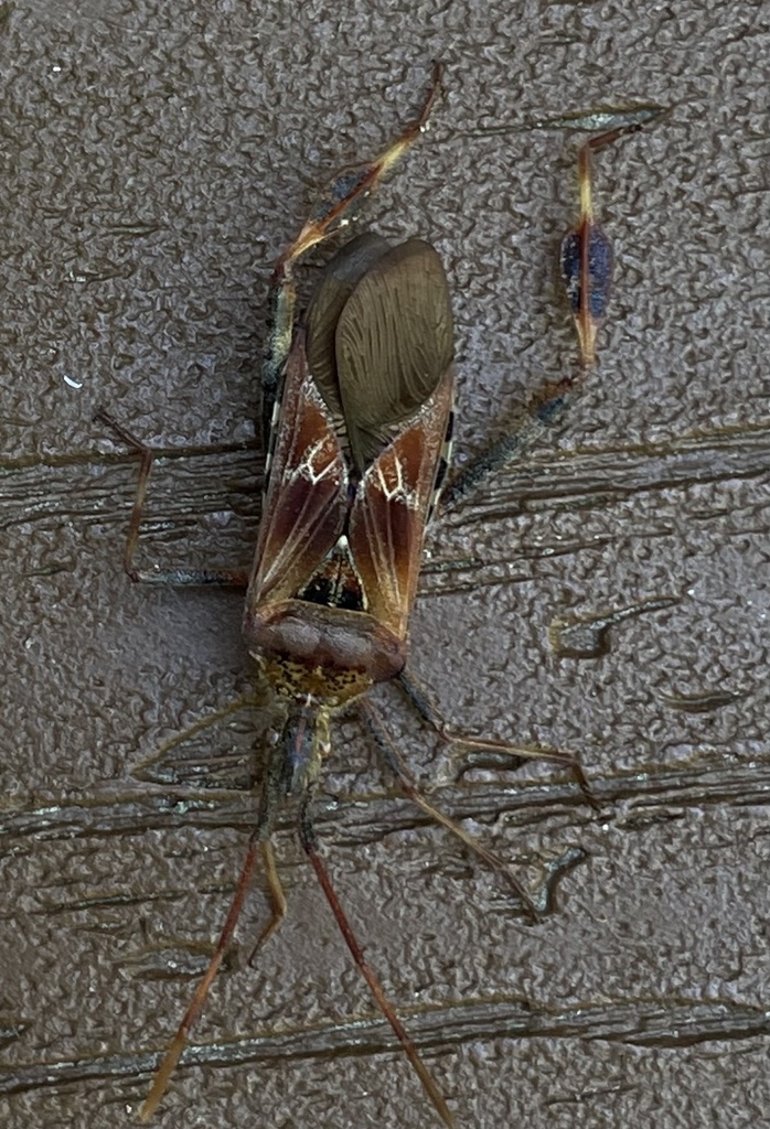 Western Conifer Seed Bug from Martha's Vineyard, West Tisbury, MA, US ...