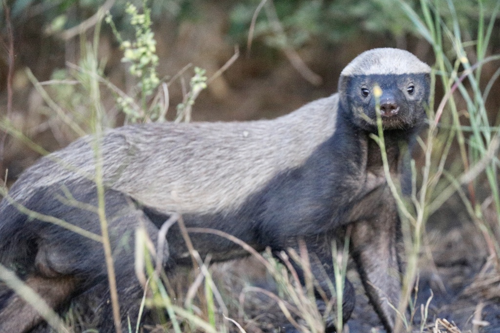 Ratel from Zakouma, TD-SA-AT, TD-SA, TD on September 28, 2022 at 05:29 ...