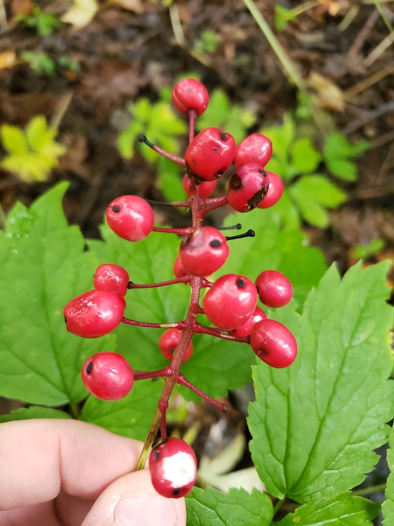 Louis's baneberry from The Blue Mountains, ON L9Y 0R7, Canada on ...