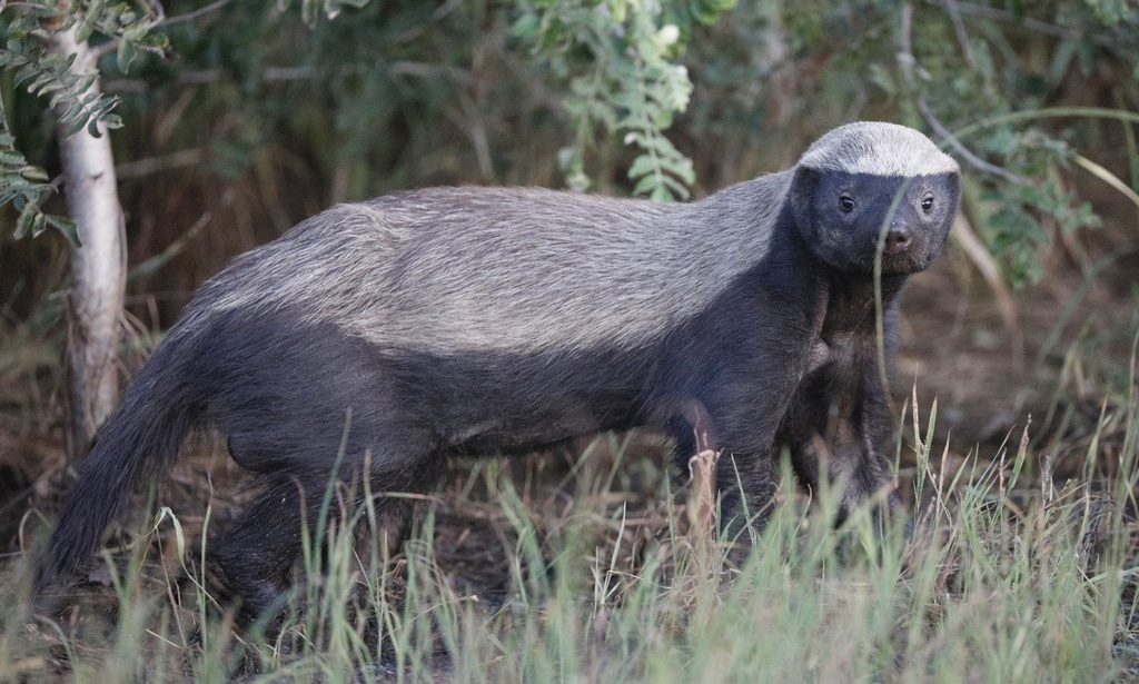 Ratel (Mellivora capensis) - Know Your Mammals