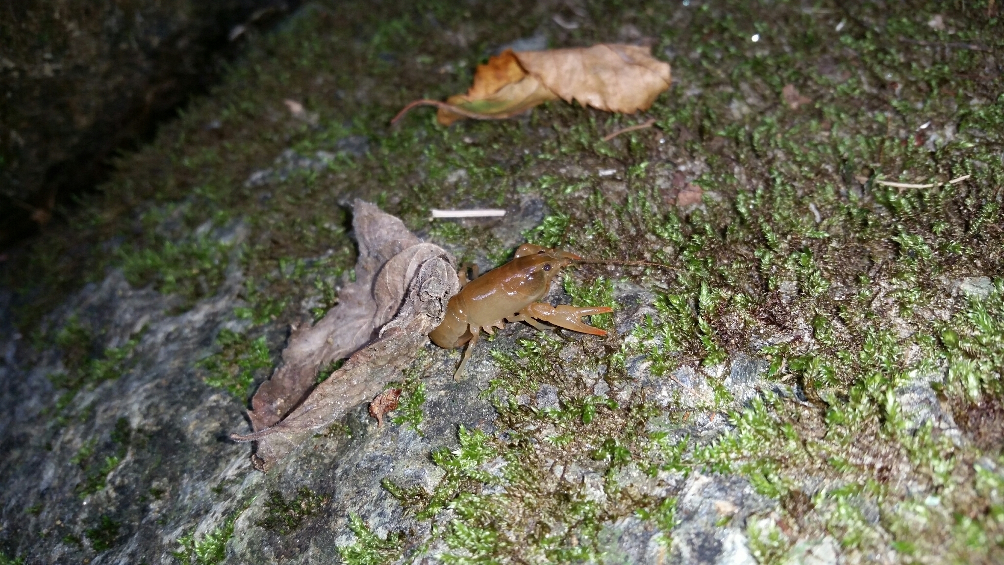 Cambarus bartonii bartonii