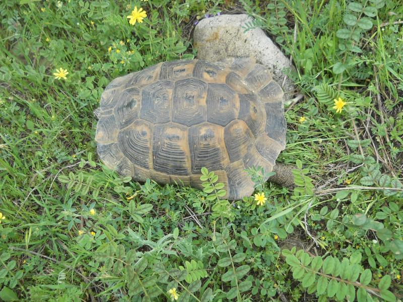 Class Reptilia Testudo