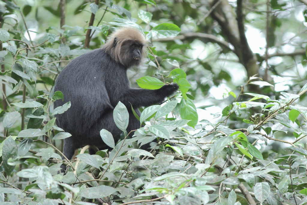 Nilgiri Langur (Semnopithecus johnii) - Know Your Mammals