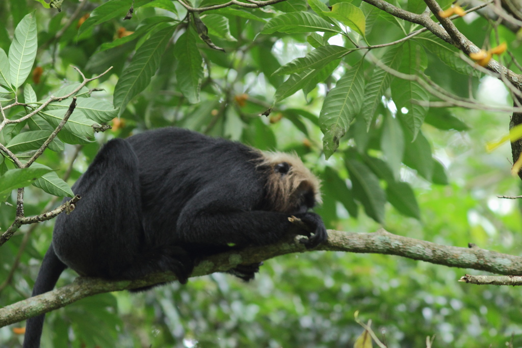 Nilgiri Langur (Semnopithecus johnii) - Know Your Mammals
