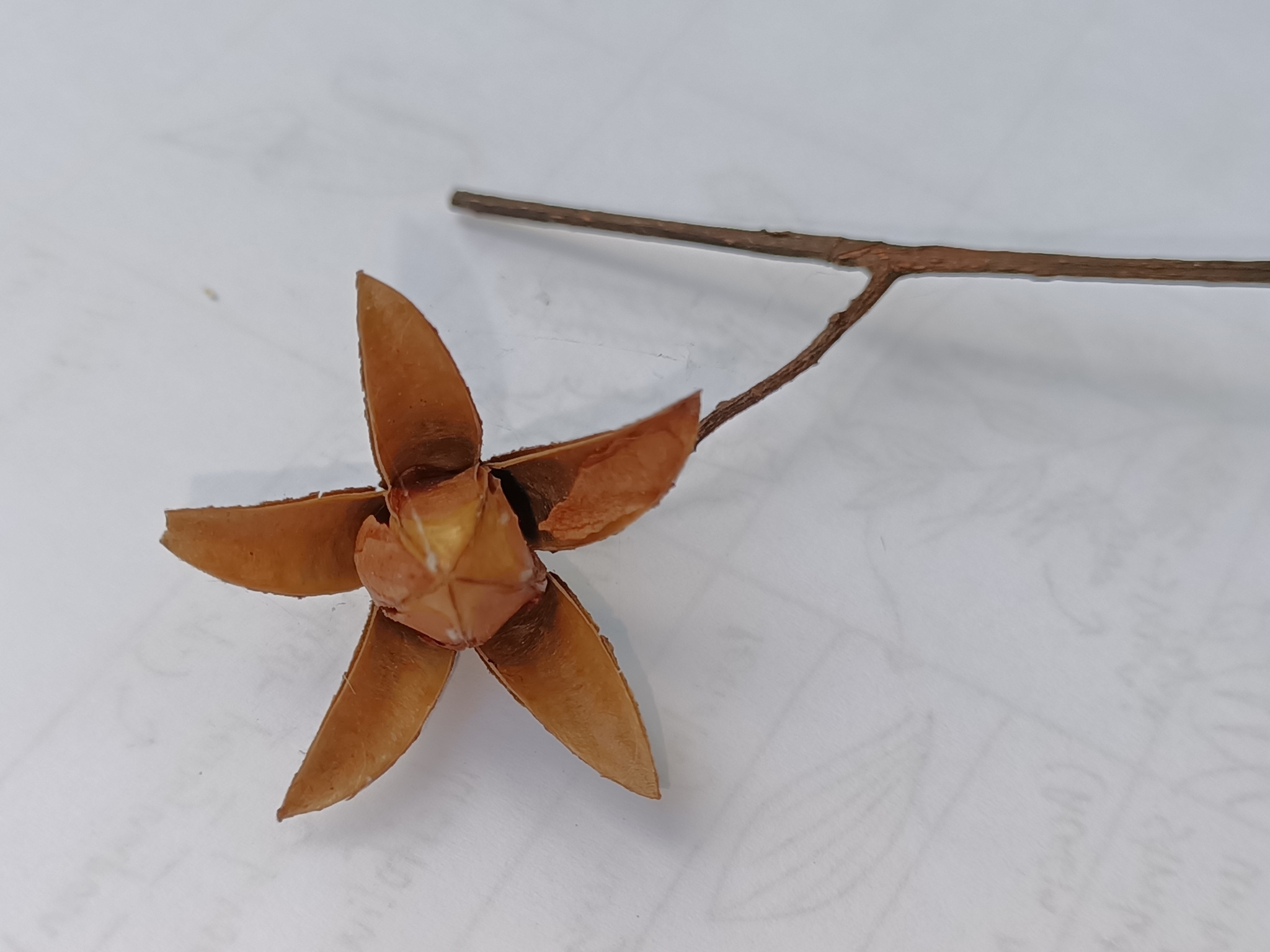 Toona sureni (Blume) Merr.