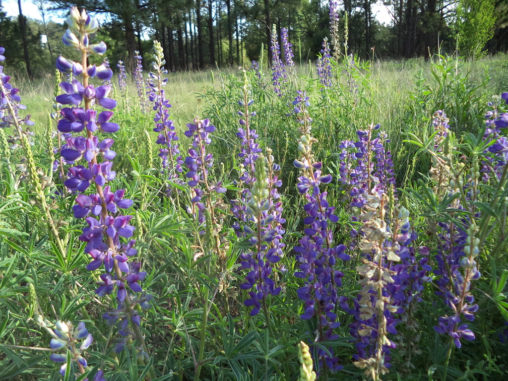 (Lupinus mexicanus) - Botanical Realm