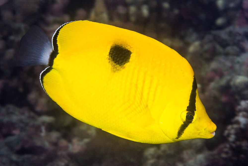 Indian Teardrop Butterflyfish (Chaetodon interruptus) - Marine Life ...
