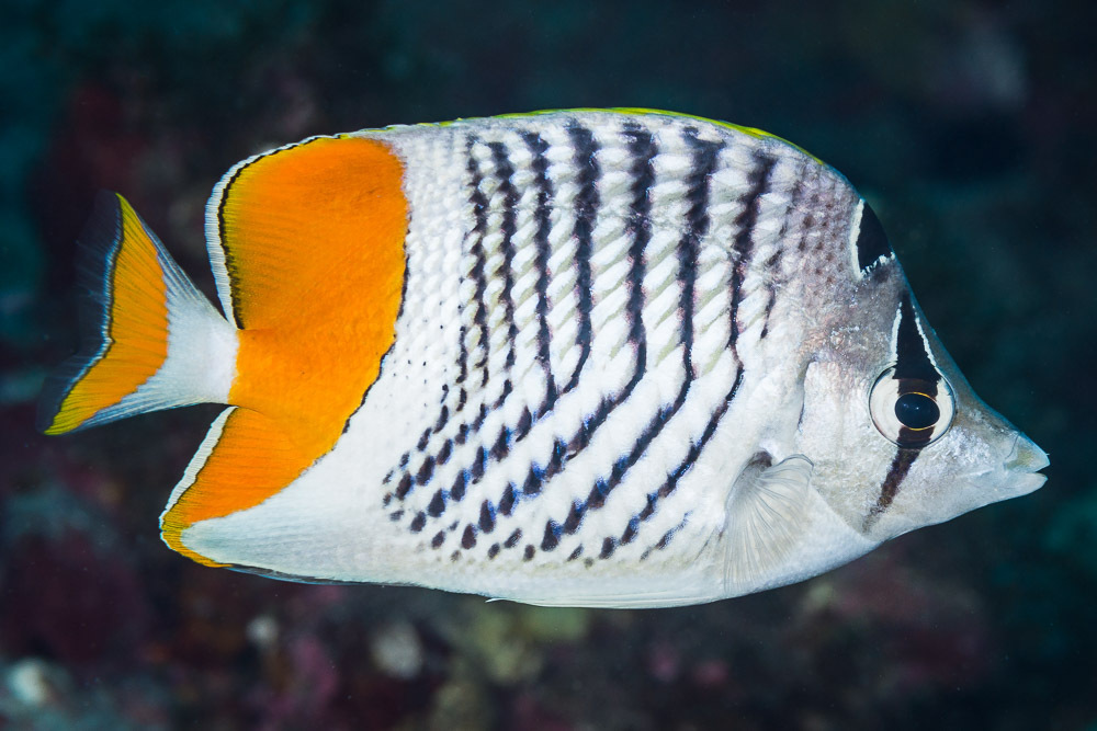 Seychelles Butterflyfish (Chaetodon madagaskariensis) - Marine Life ...