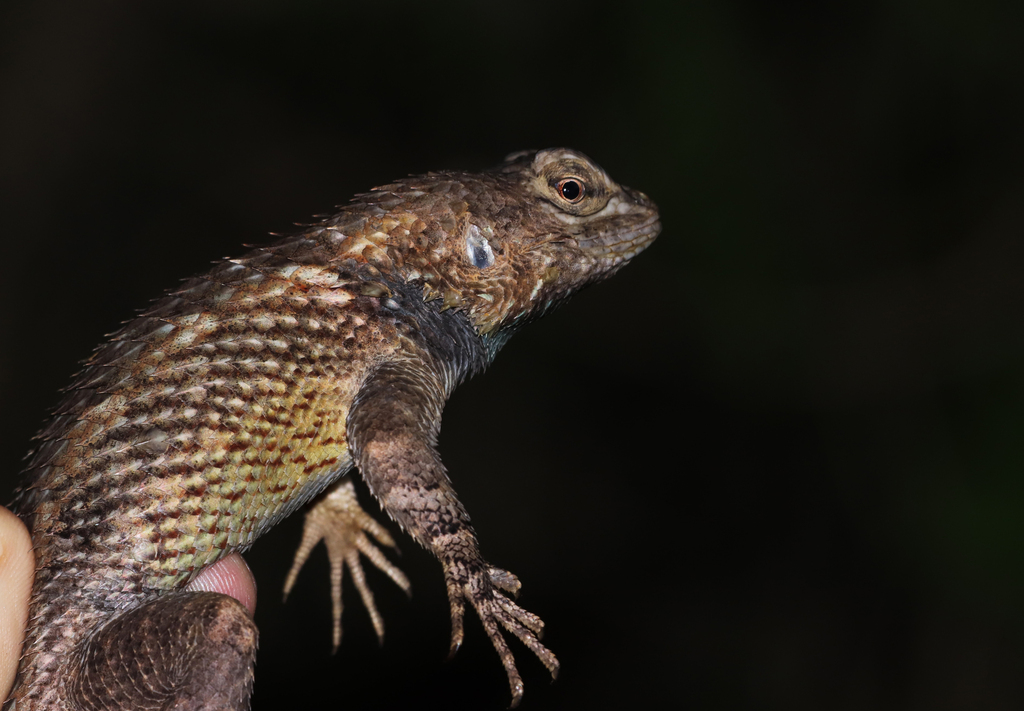 Eastern Spiny Lizard from Escuinapa, Sin., México on September 20, 2022 ...