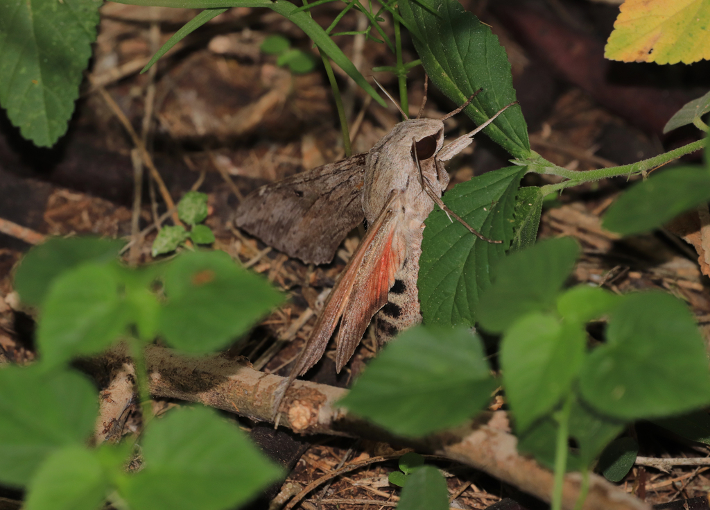 Ello Sphinx from Escuinapa, Sin., México on July 22, 2022 at 10:40 AM ...
