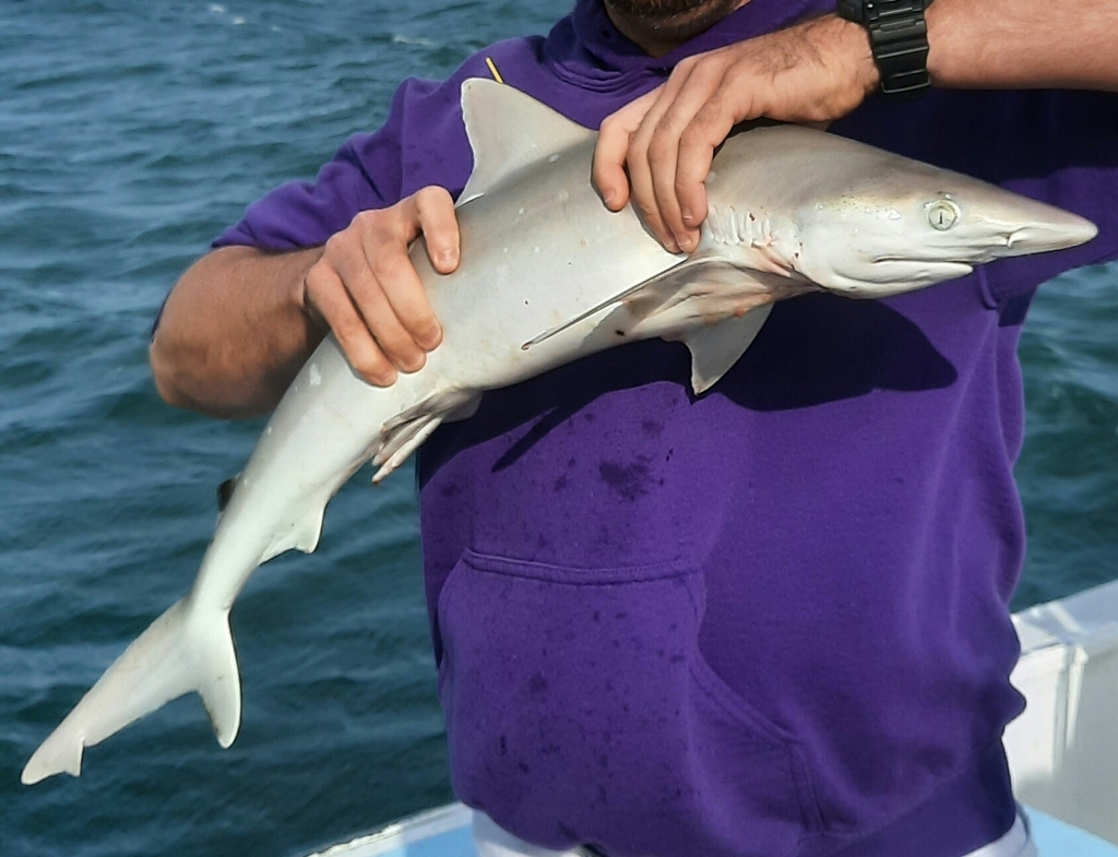 Sharpnose Sharks (Rhizoprionodon) - Marine Life Identification