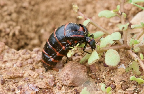 Escarabajo ampollero de anillos rojos (Megetra punctata)
